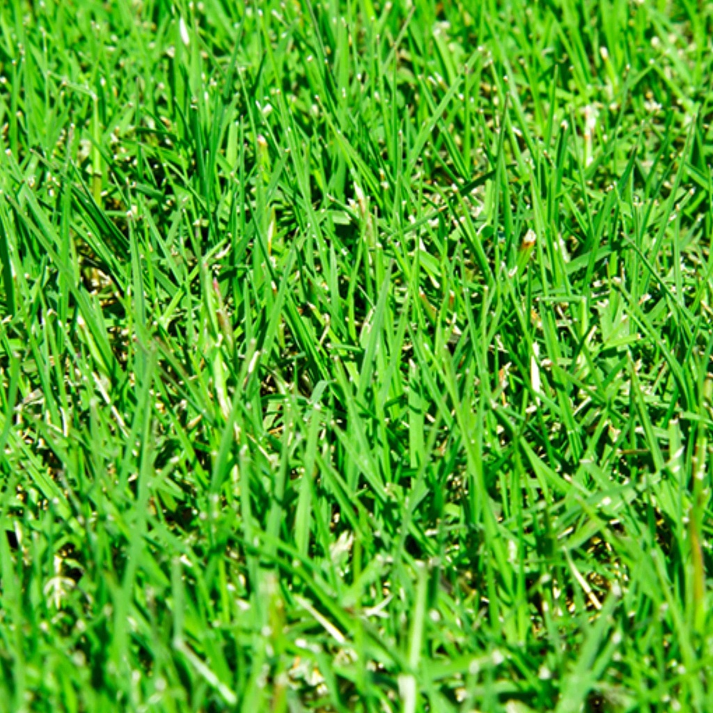 Native Turf Seed Douglass King Seeds